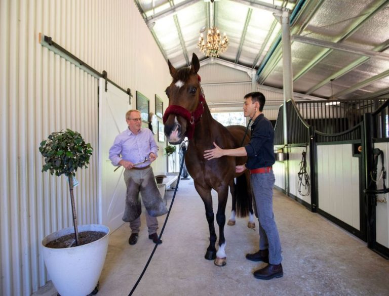Ambulatory Services – Sunshine Coast Equine Veterinary Clinic
