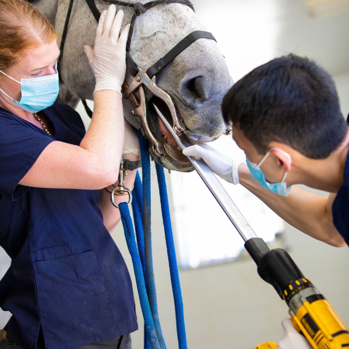 Dentistry – Sunshine Coast Equine Veterinary Clinic