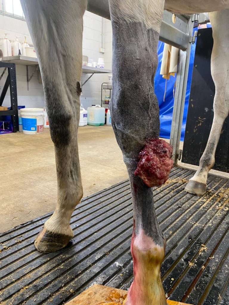 Case Report: First Laser Sarcoid Removal on the Sunshine Coast ...