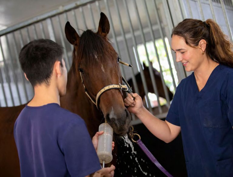 About – Sunshine Coast Equine Veterinary Clinic