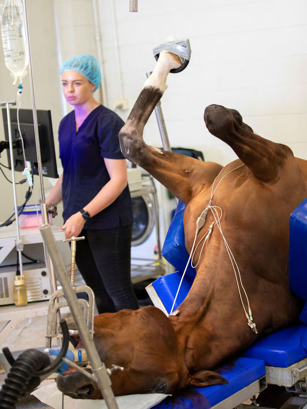 Services – Sunshine Coast Equine Veterinary Clinic