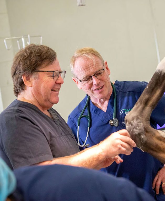 Surgery – Sunshine Coast Equine Veterinary Clinic