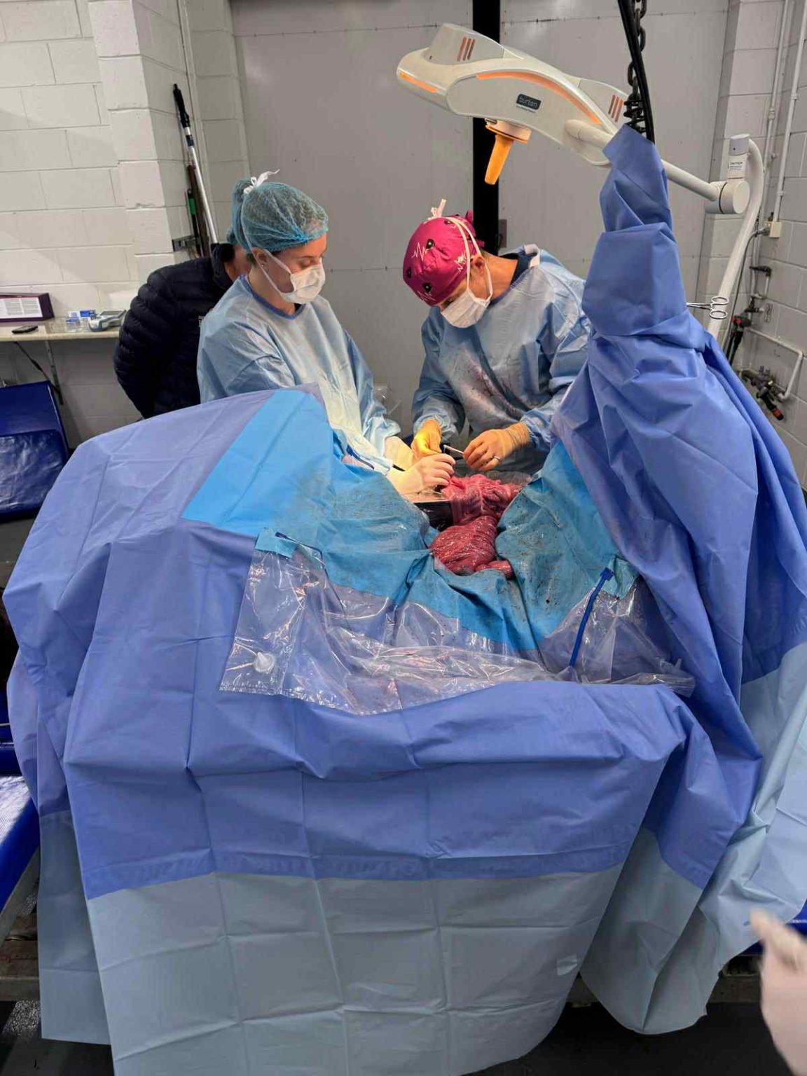 Media Release: Sunshine Coast Makes History with First-Ever Equine ...