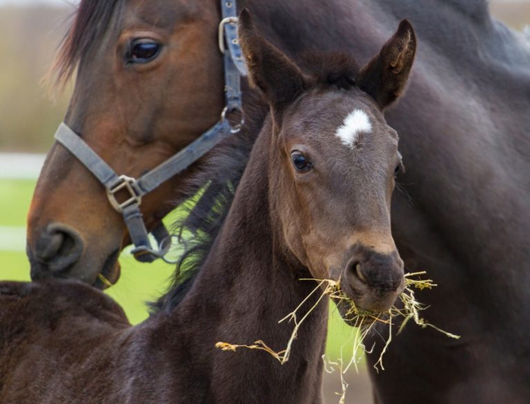 Reproduction – Sunshine Coast Equine Veterinary Clinic