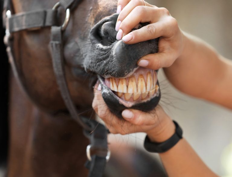 Dentistry – Sunshine Coast Equine Veterinary Clinic