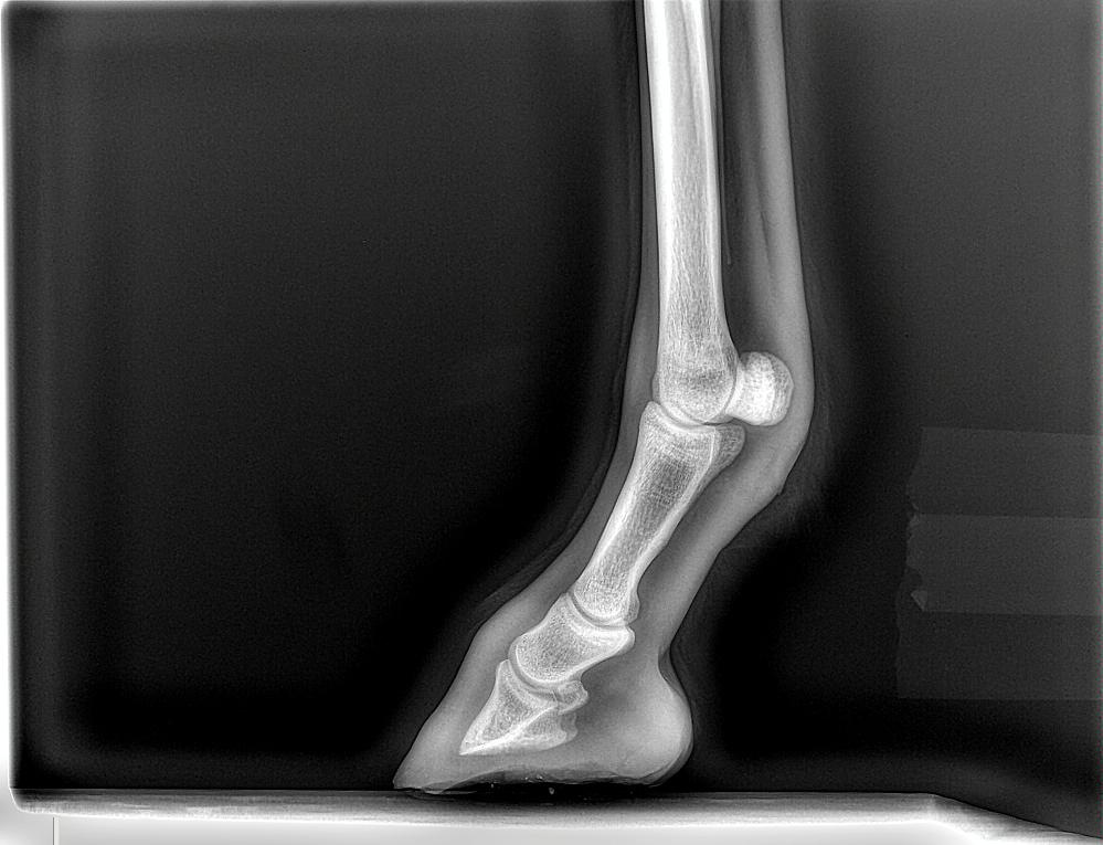 Case Report: Maya the Mini Donkey – Sunshine Coast Equine Veterinary Clinic